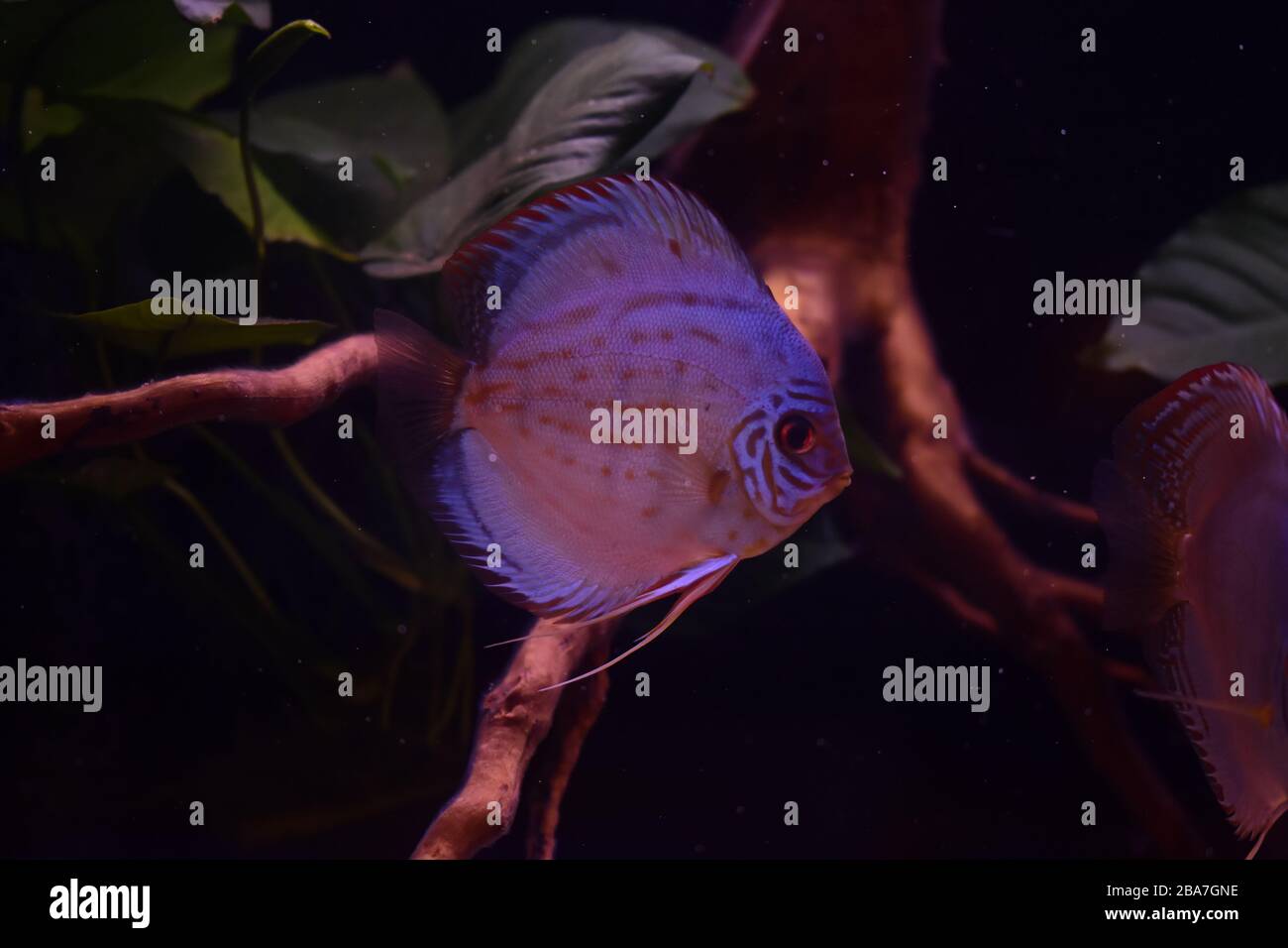 group of discus fish in aquarium, multi-colored tropical fish ...