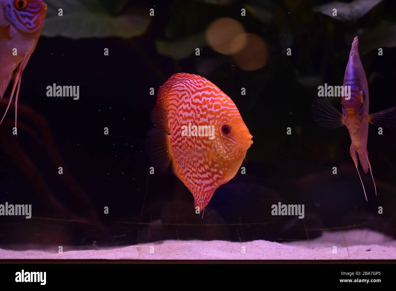 group of discus fish in aquarium, multi-colored tropical fish ...