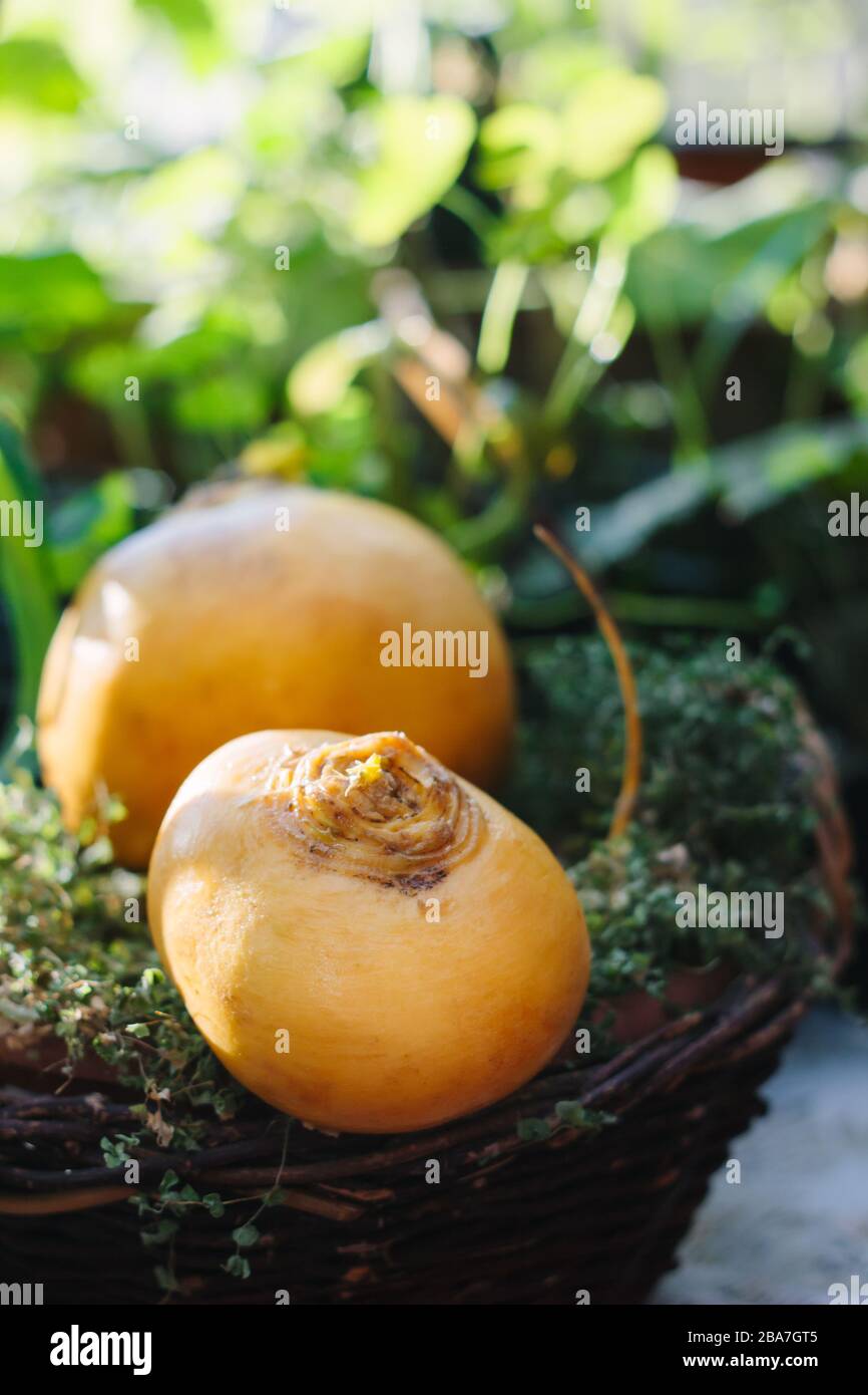 Yellow Turnip High Resolution Stock Photography and Images - Alamy