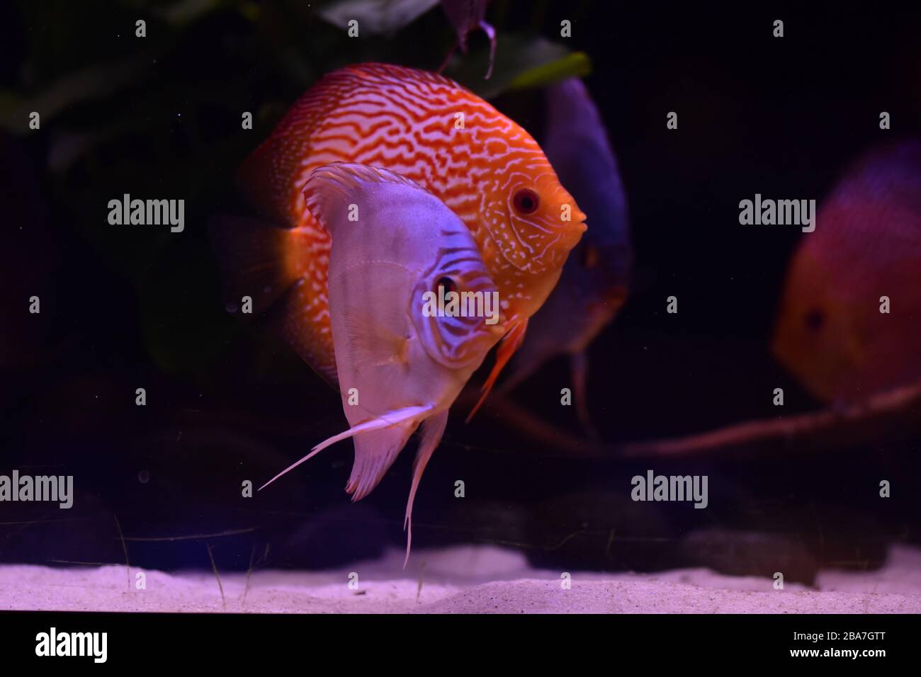 group of discus fish in aquarium, multi-colored tropical fish ...
