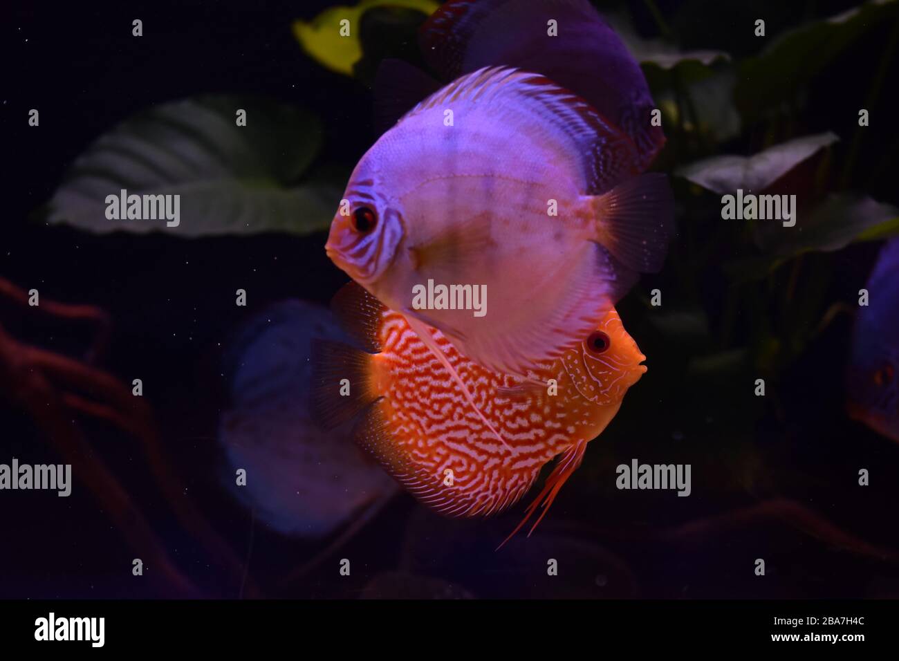 group of discus fish in aquarium, multi-colored tropical fish ...