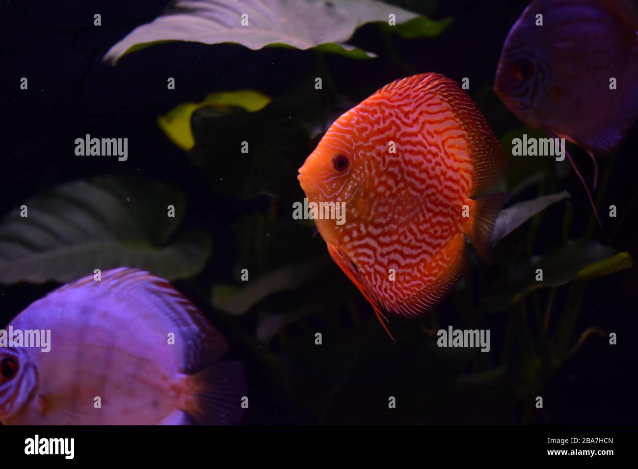 group of discus fish in aquarium, multi-colored tropical fish ...