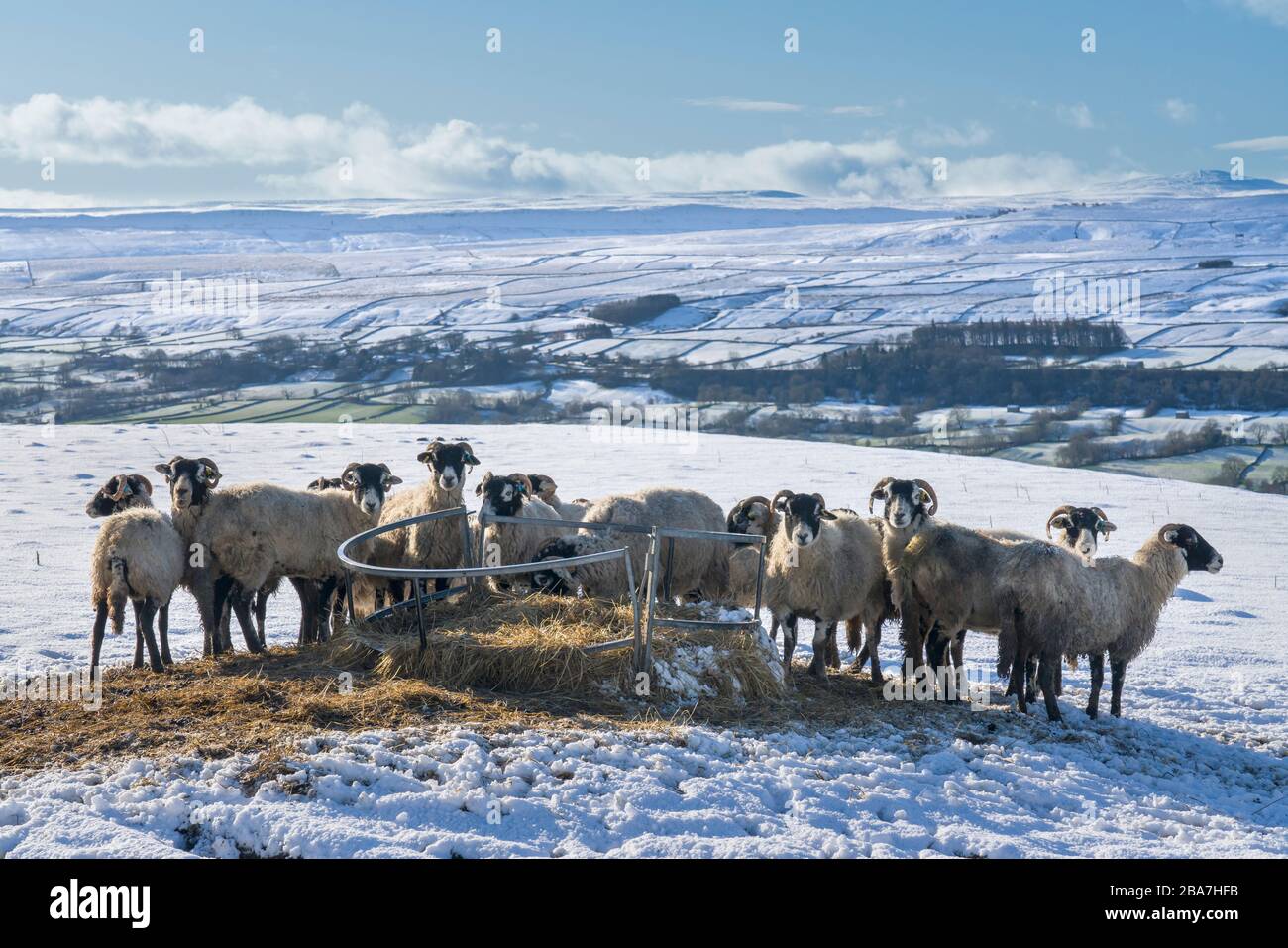 Swaledale sheep in snow and feeding near Askrigg in Swaledale, The ...