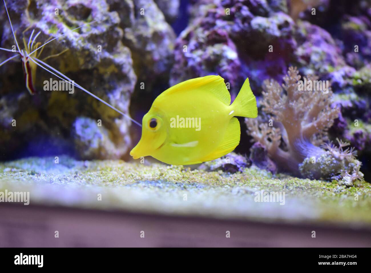 The yellow tang (Zebrasoma flavescens), salt water yellow aquarium fish ...