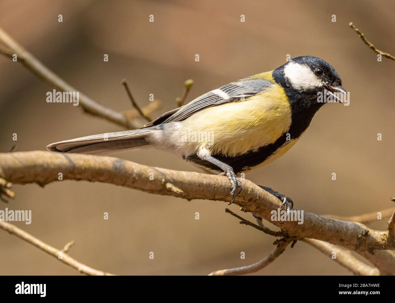 The great tit (Parus major) bird singing on a branch, animal wild Stock ...