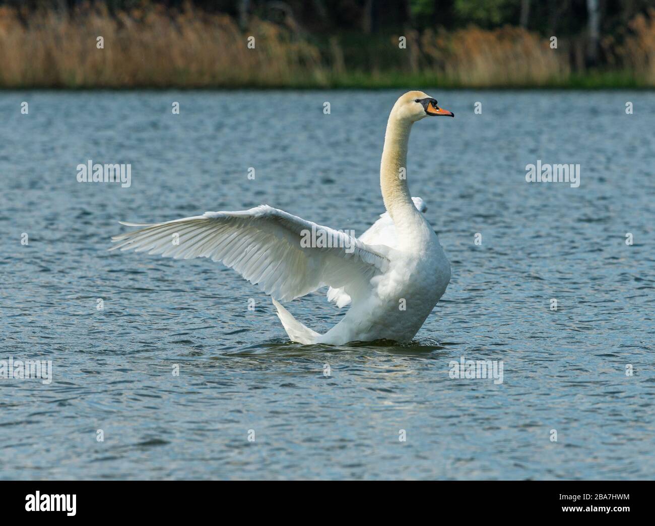 Beautiful white swan flapping hi-res stock photography and images - Alamy