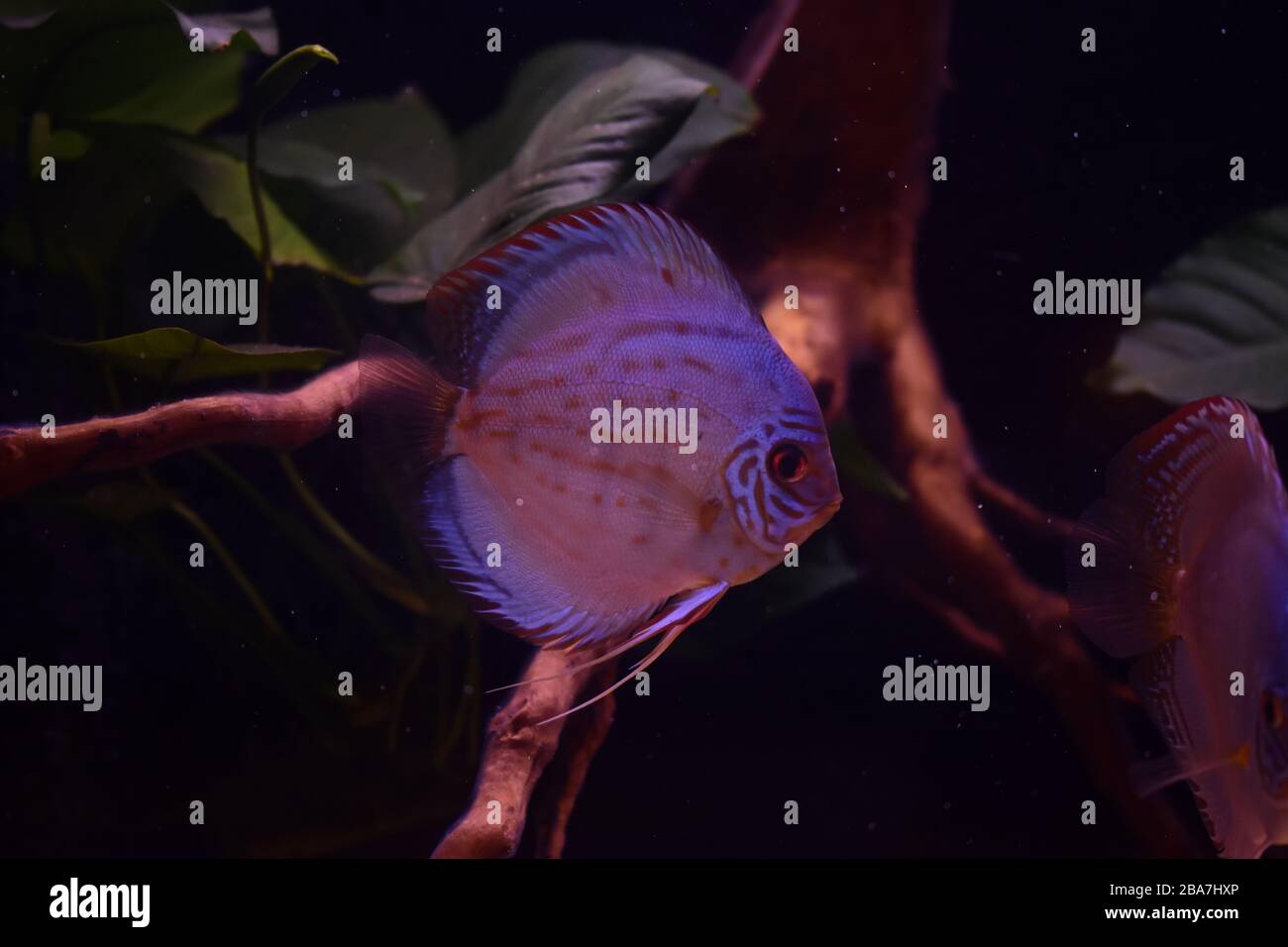 group of discus fish in aquarium, multi-colored tropical fish ...