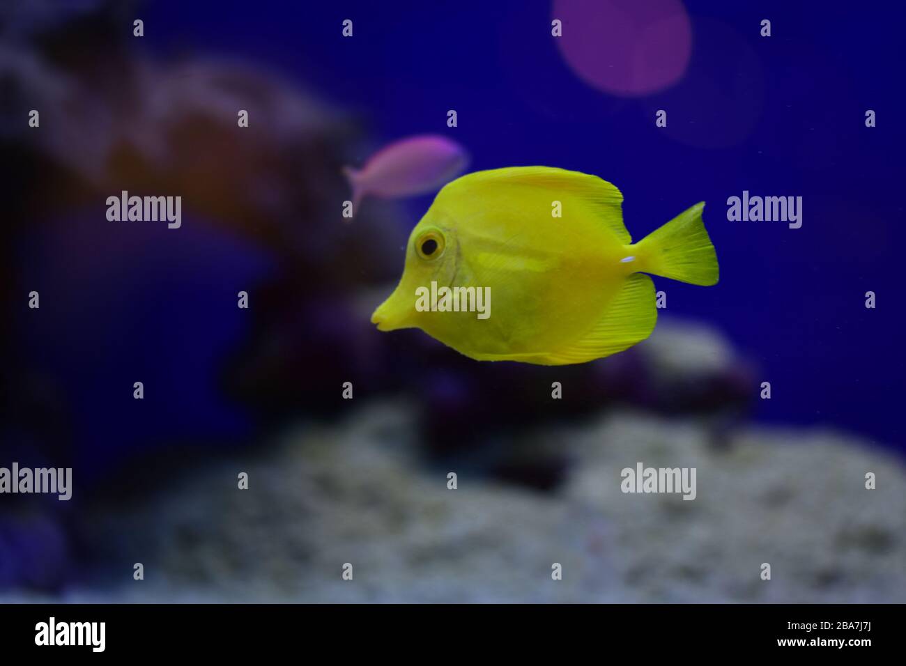 The yellow tang (Zebrasoma flavescens), salt water yellow aquarium fish ...