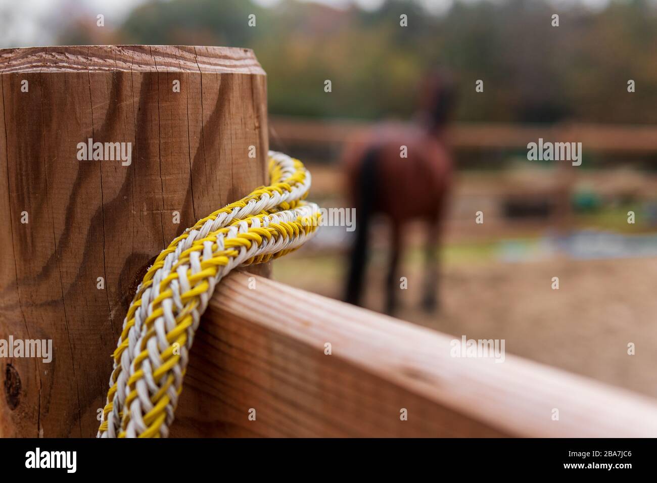 Brown horse (Bay) on a paddock as a blurred background. Synthetic rope ...