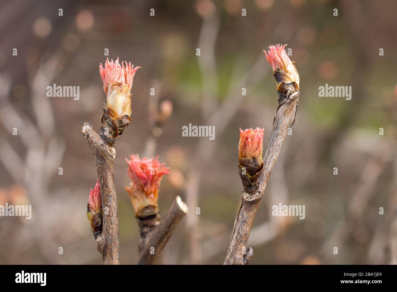Tree peony new red growth hi-res stock photography and images - Alamy