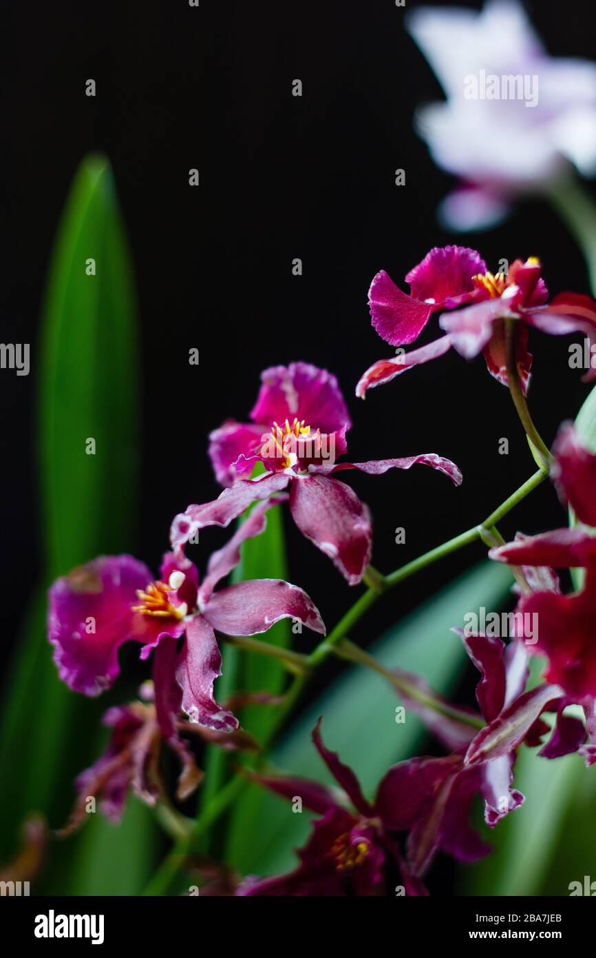 Deep red color orchid miltonia on a black background Stock Photo - Alamy