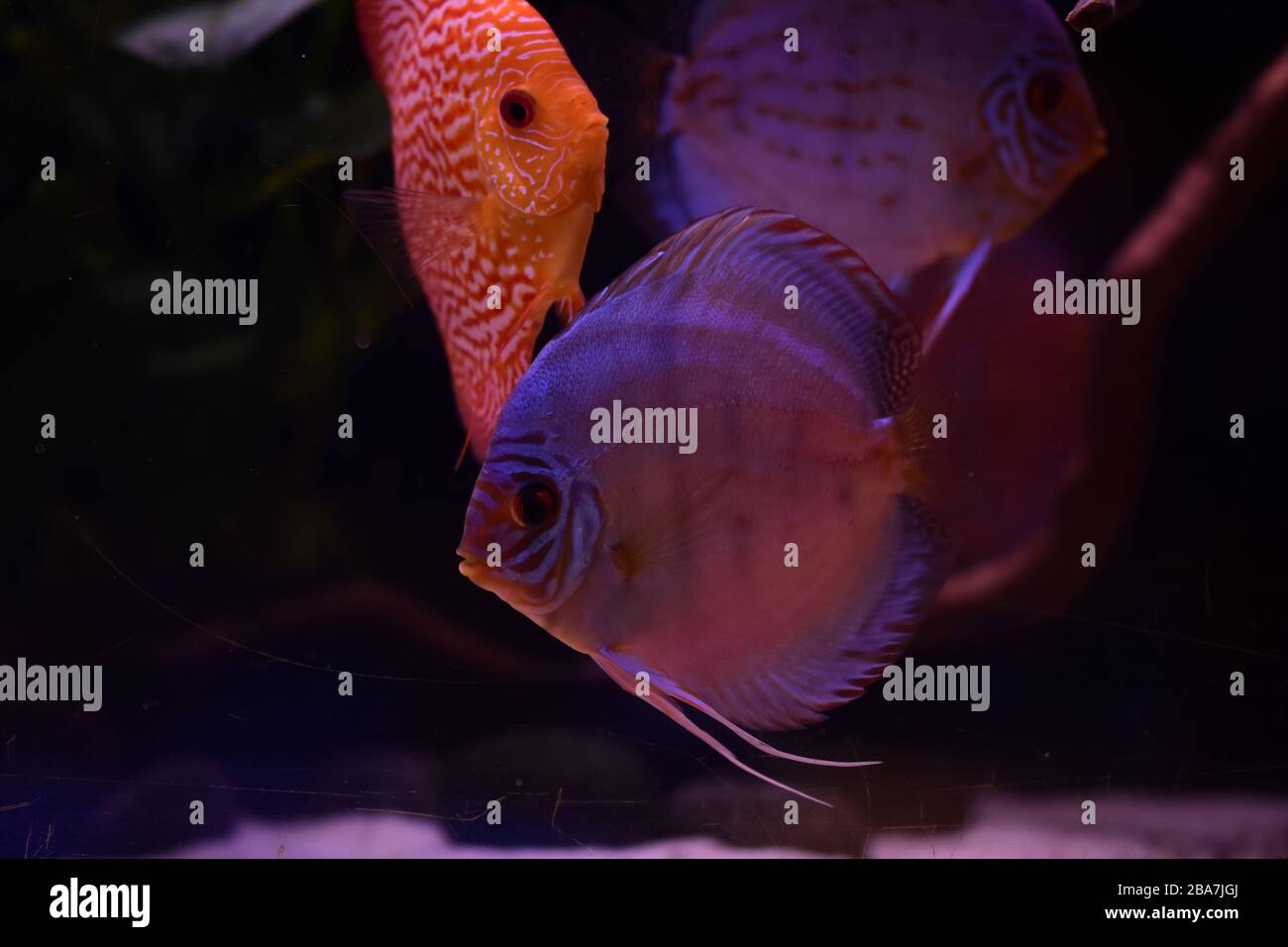 group of discus fish in aquarium, multi-colored tropical fish ...