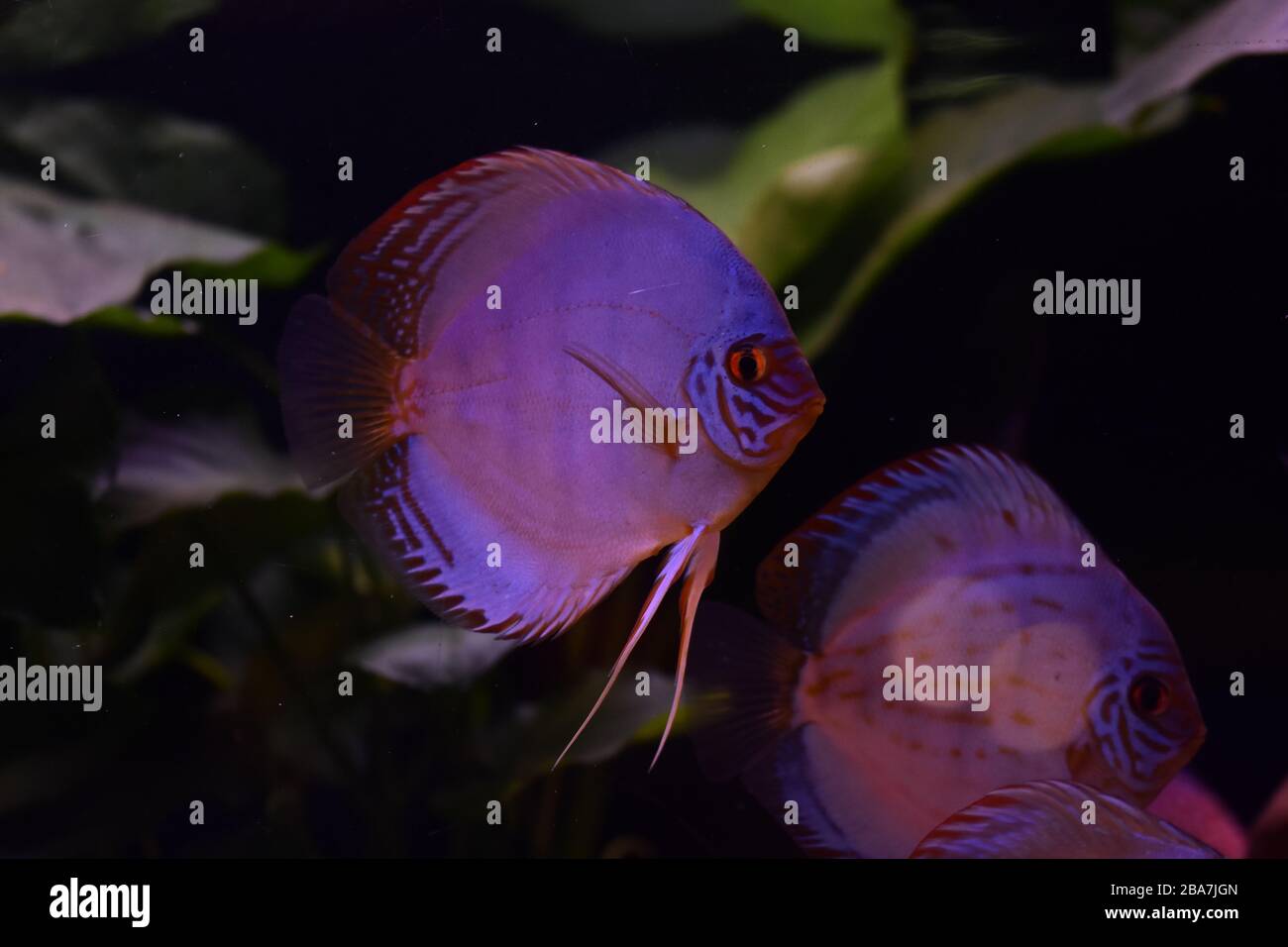 group of discus fish in aquarium, multi-colored tropical fish ...