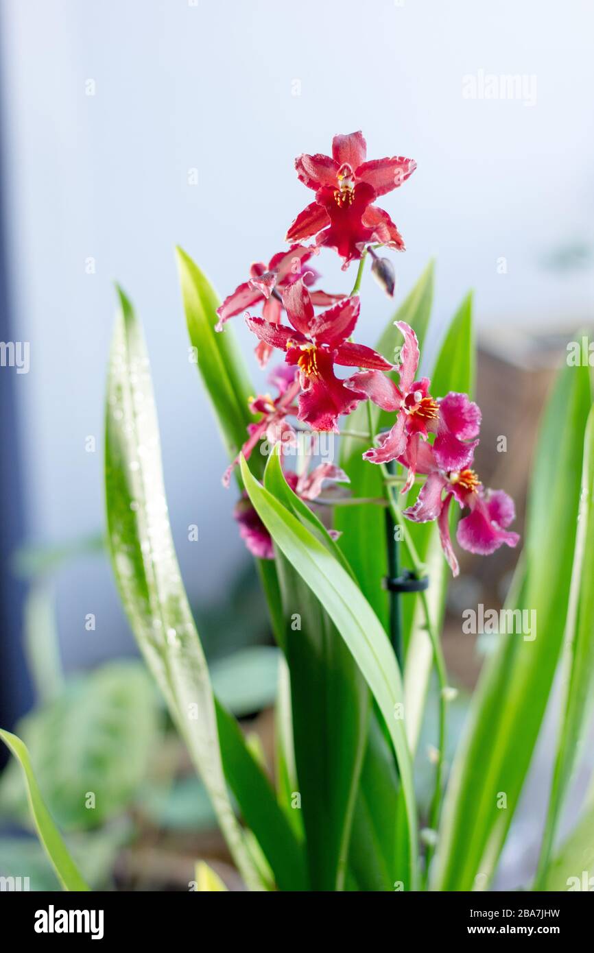 Beautiful miltonia orchid red colored on a window Stock Photo - Alamy