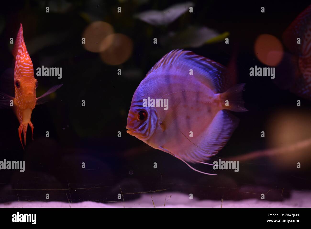 group of discus fish in aquarium, multi-colored tropical fish ...