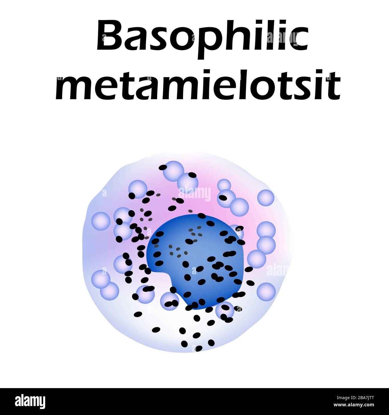Basophils Diagram