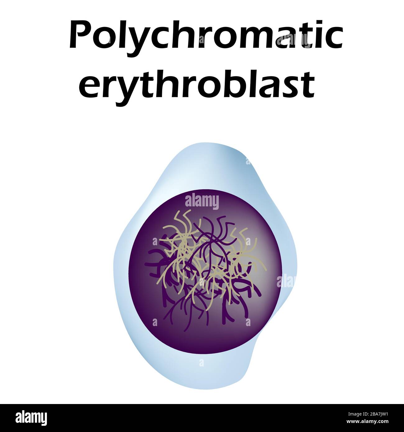The structure of the erythrocyte. Erythrocyte blood cell. The structure ...