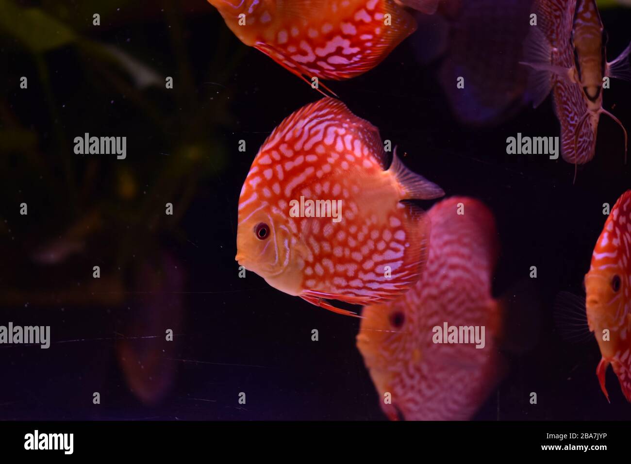 group of discus fish in aquarium, multi-colored tropical fish ...