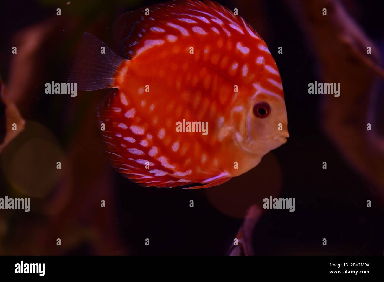 group of discus fish in aquarium, multi-colored tropical fish ...