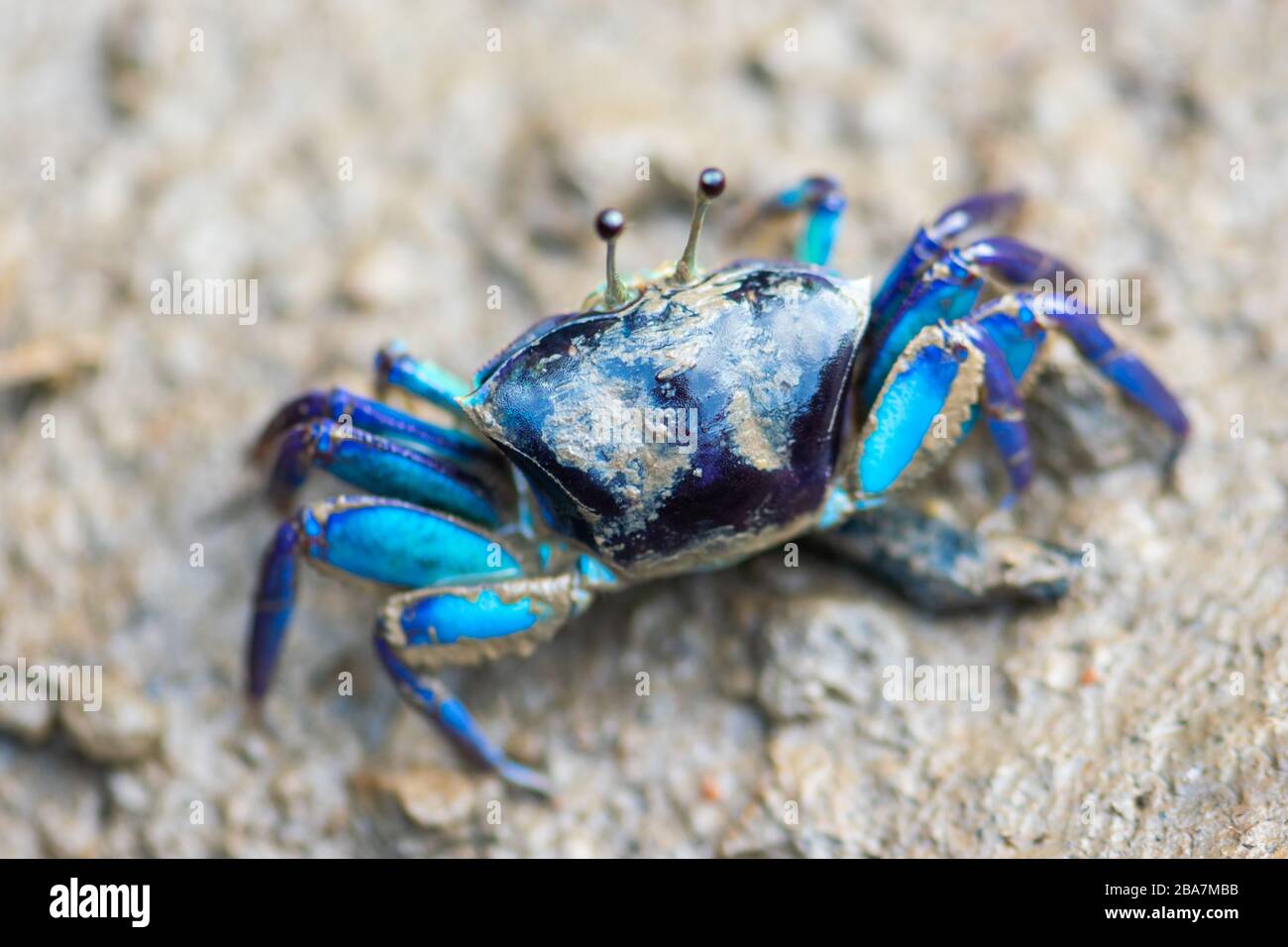 Mangrove forceps crab hi-res stock photography and images - Alamy