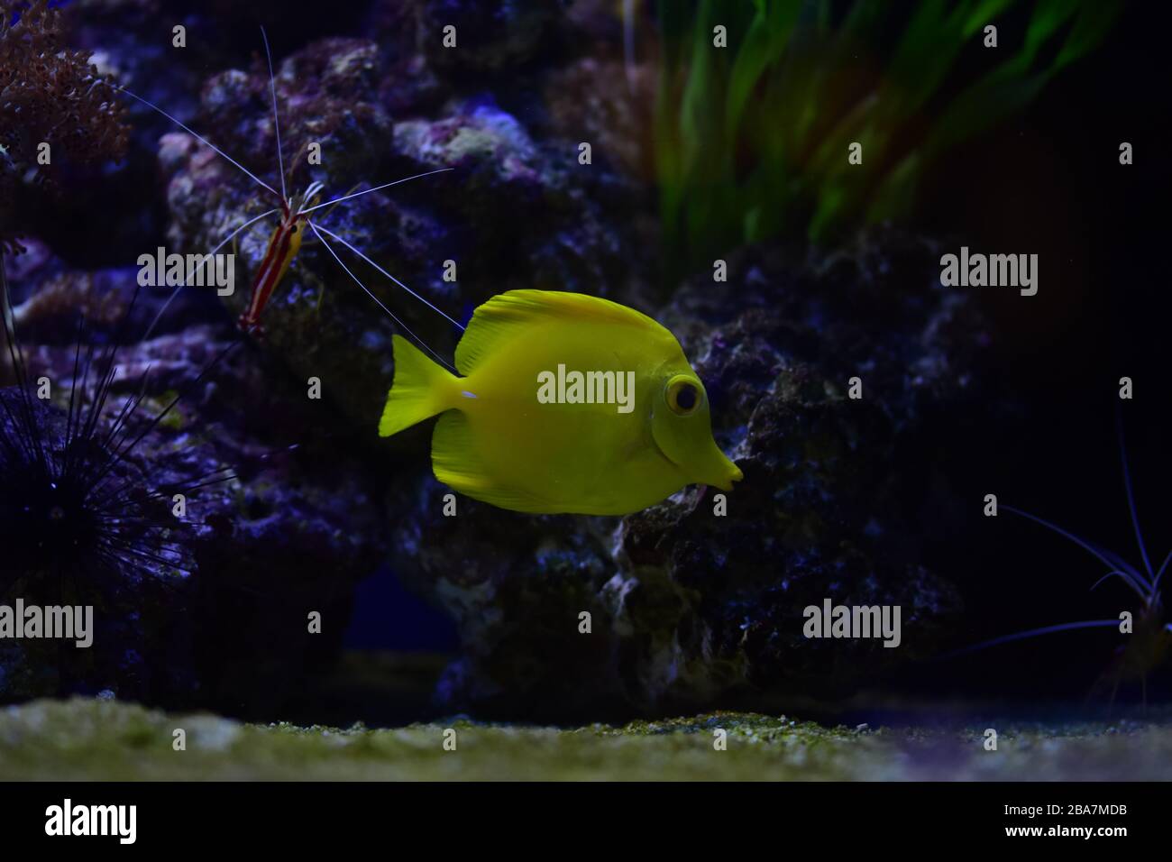 The yellow tang (Zebrasoma flavescens), salt water yellow aquarium fish ...