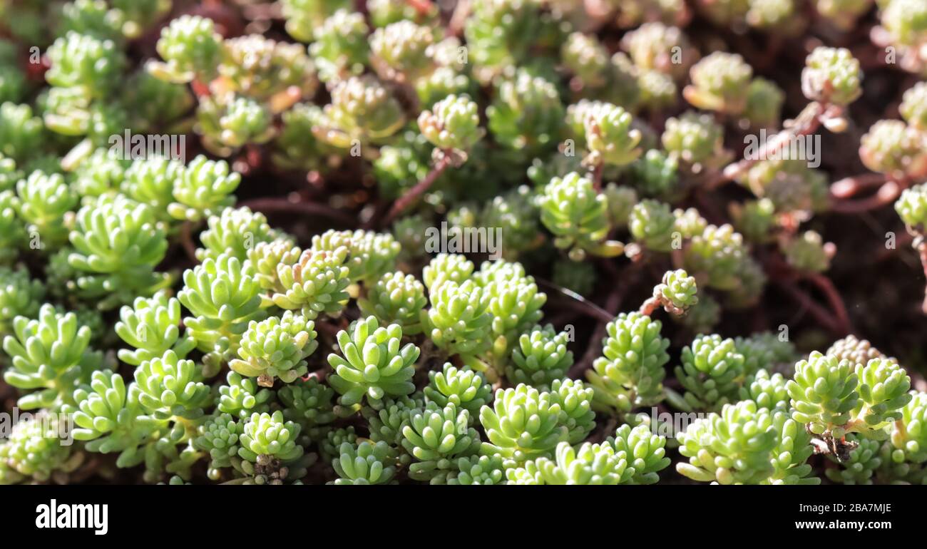 Green background with small sedum succulents in the garden. Nature ...