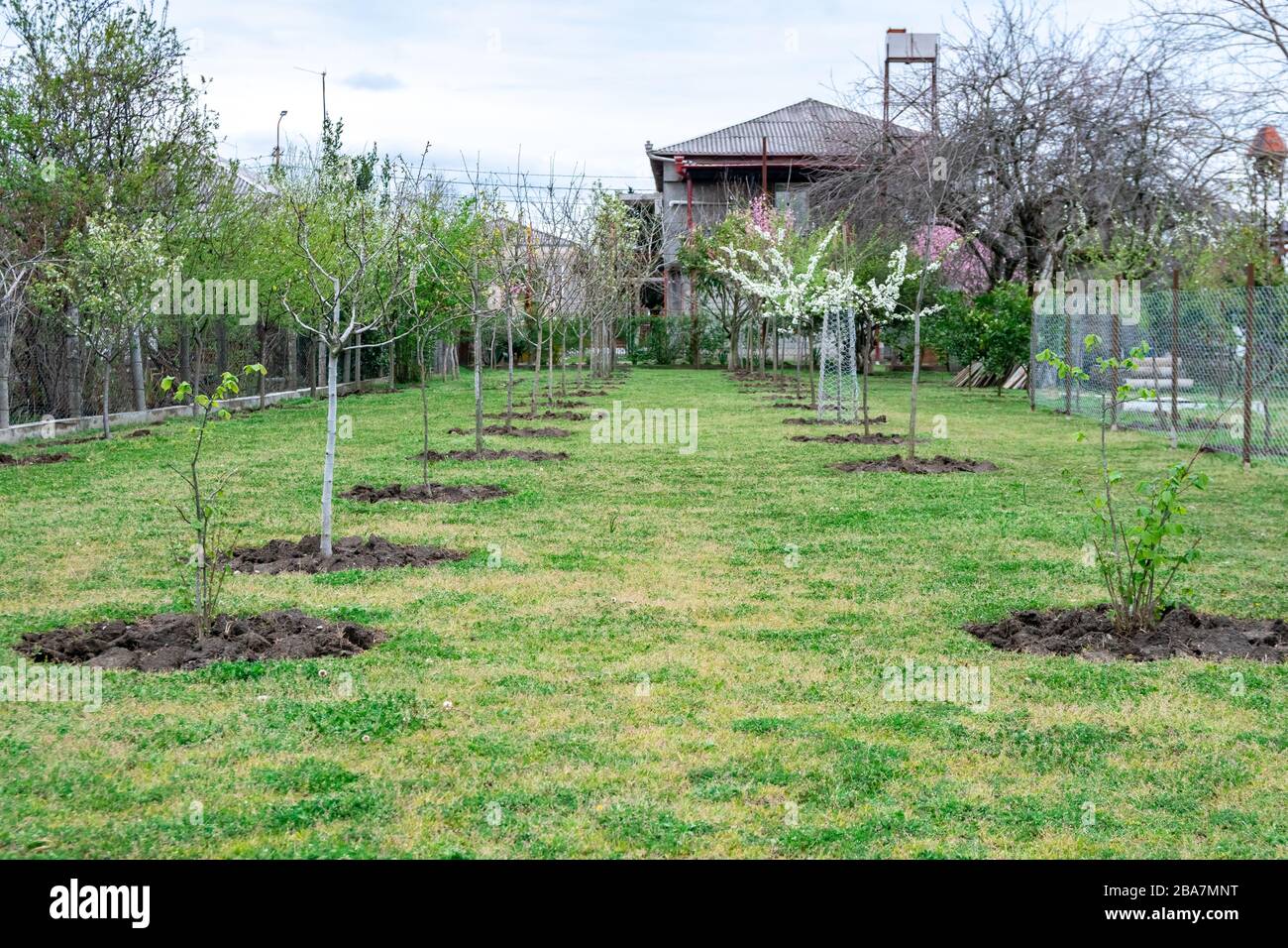 Newly planted trees in a row. Nature Stock Photo - Alamy