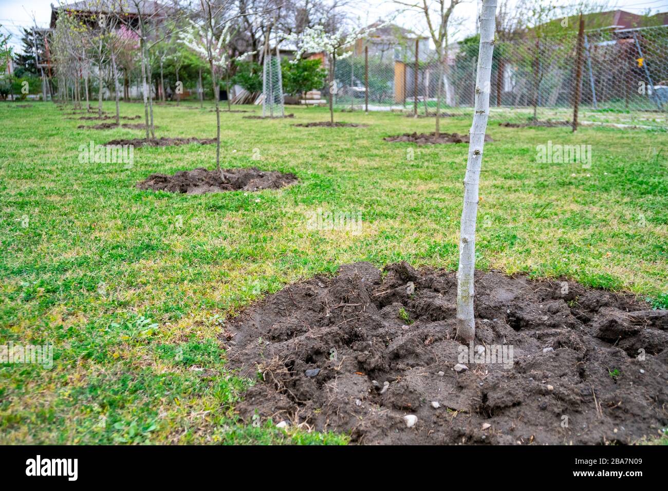 Newly planted trees in a row. Nature Stock Photo - Alamy