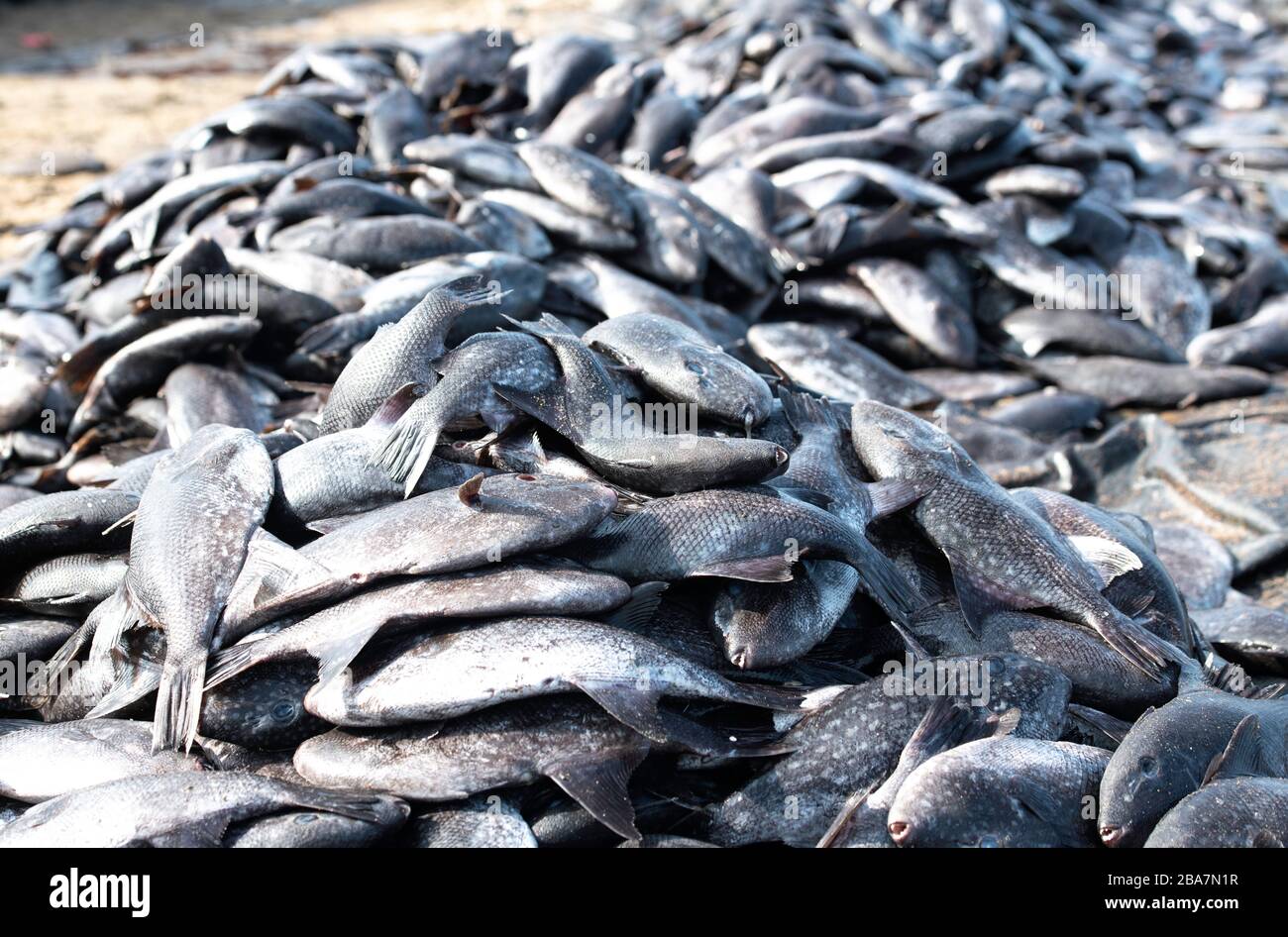 Fish market, fresh fish in street market, food market. Seafood. Fresh ...