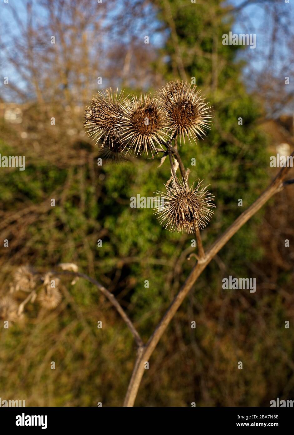 The hooked burrs of the head of the Lesser Burdock give it the name ...