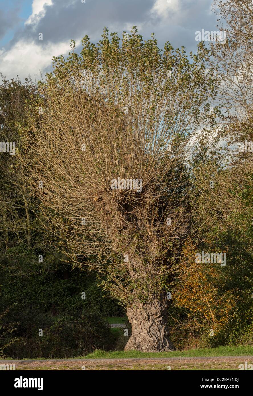 Old pollard of Black poplar, Populus nigra subsp. betulifolia, in ...