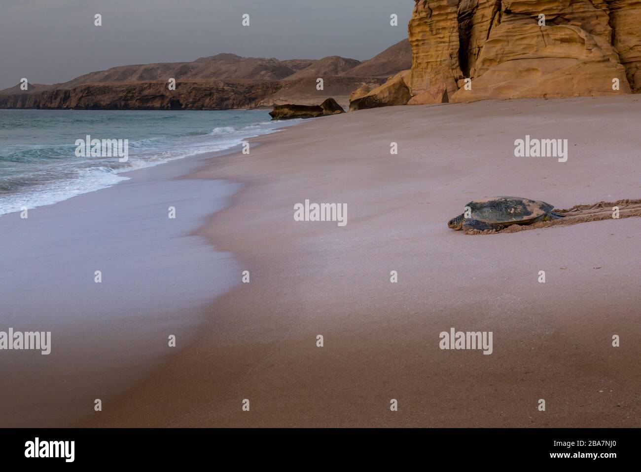 A large turtle heads back to the Ocean on the protected conservation ...