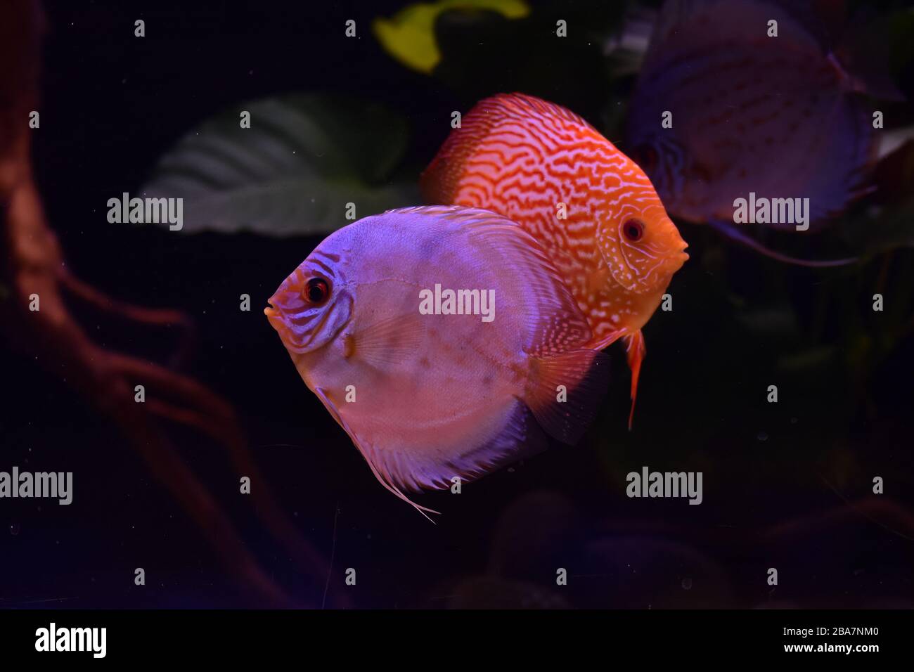 group of discus fish in aquarium, multi-colored tropical fish ...