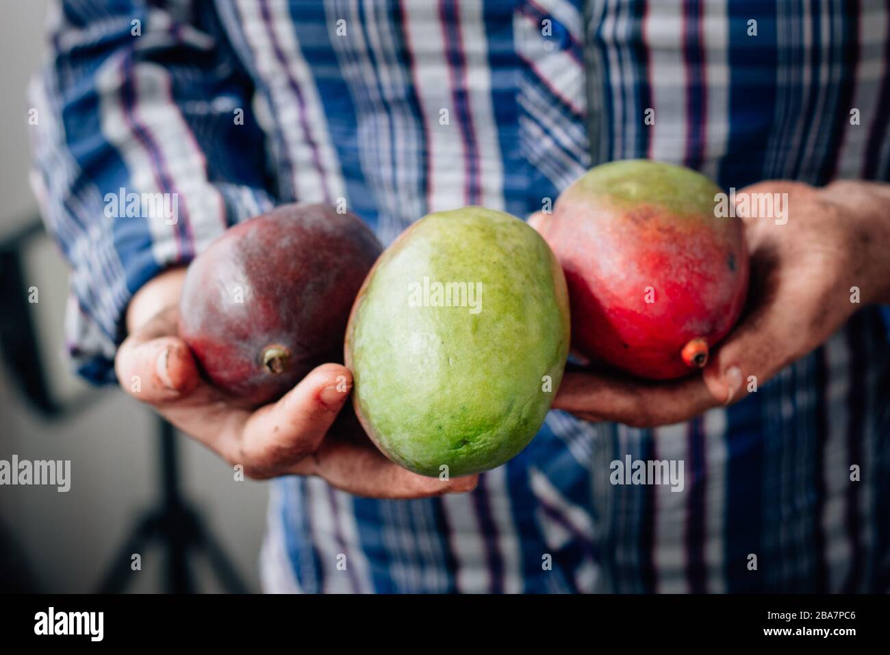 Mango in a hands hi-res stock photography and images - Alamy