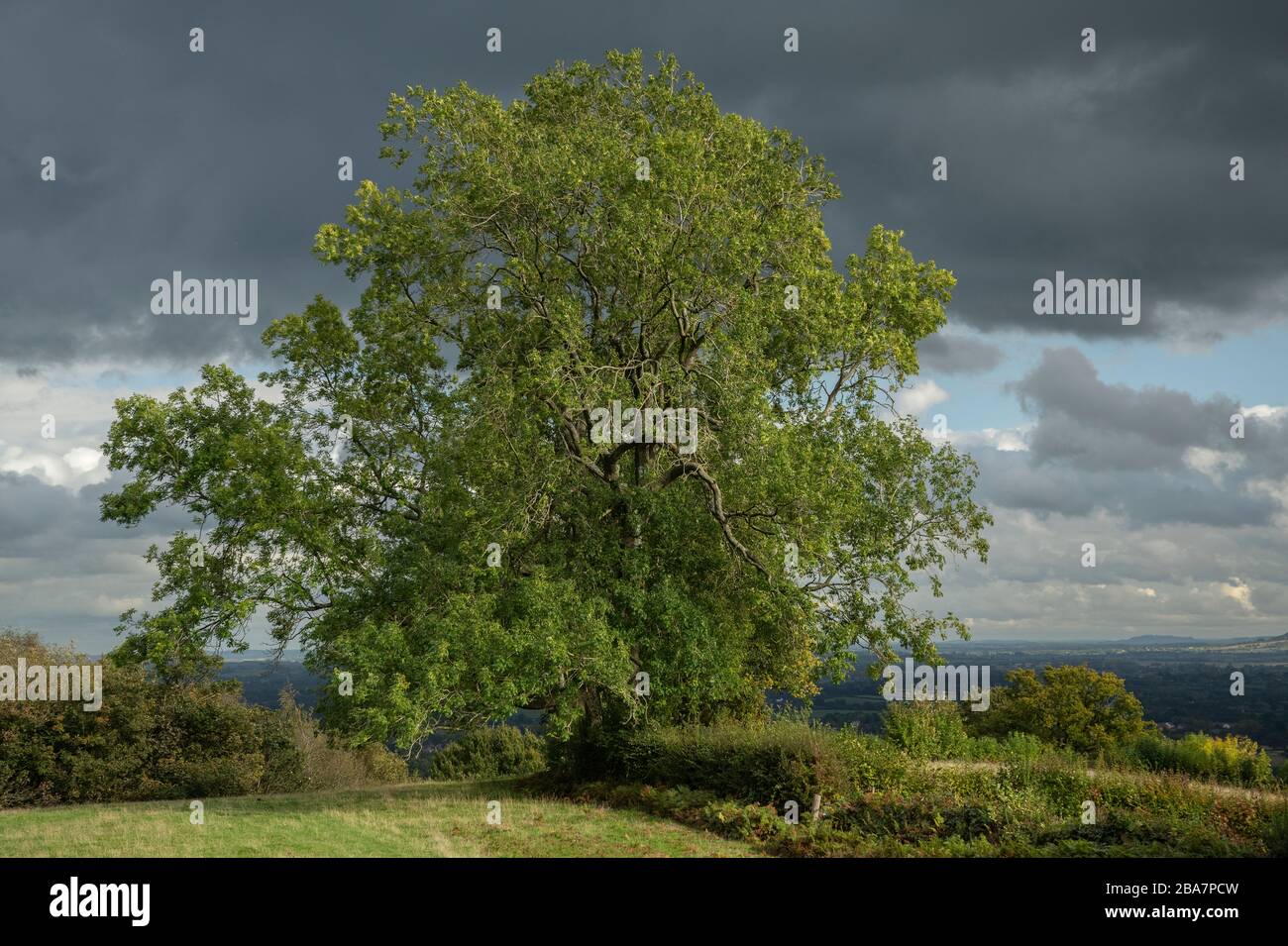 Old ash trees hi-res stock photography and images - Alamy