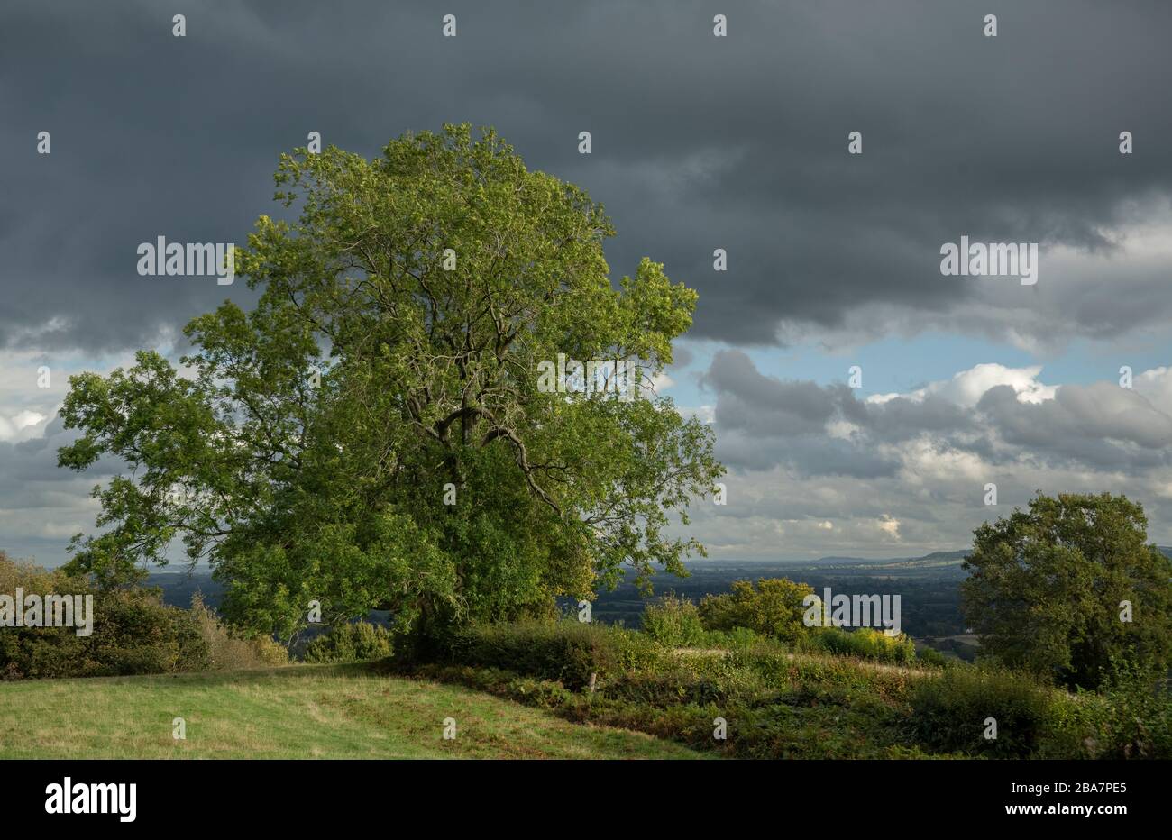 Beautiful old hedgerow ash tree, Fraxinus excelsior in the Malvern ...