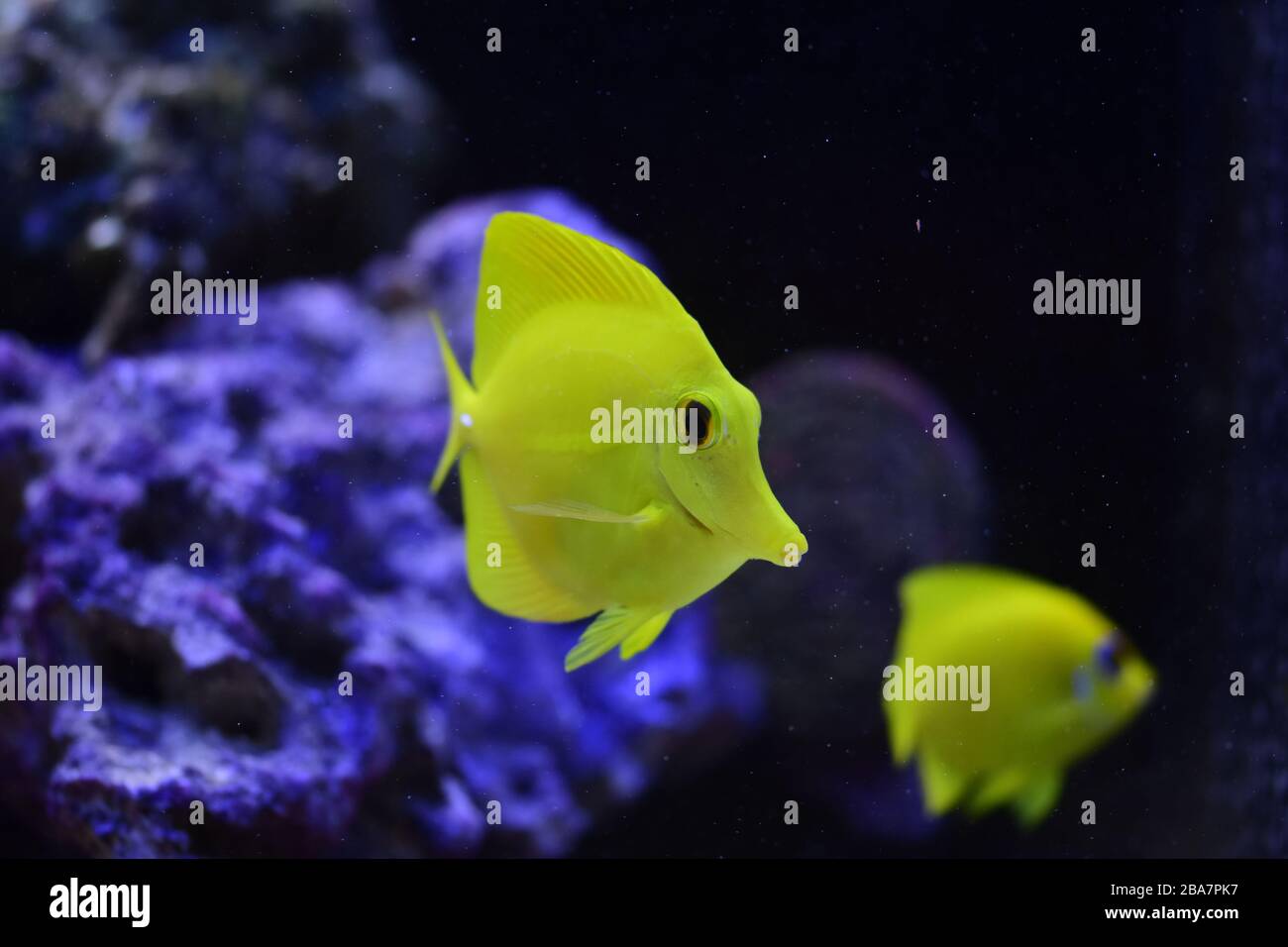 The yellow tang (Zebrasoma flavescens), salt water yellow aquarium fish ...