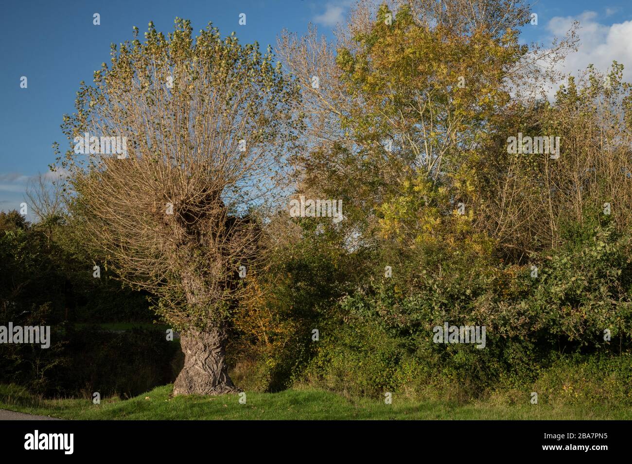 Old pollard of Black poplar, Populus nigra subsp. betulifolia, on ...