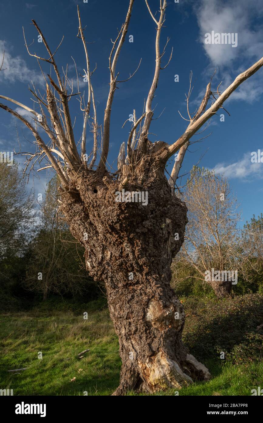 Old pollard of Black poplar, Populus nigra subsp. betulifolia, on ...