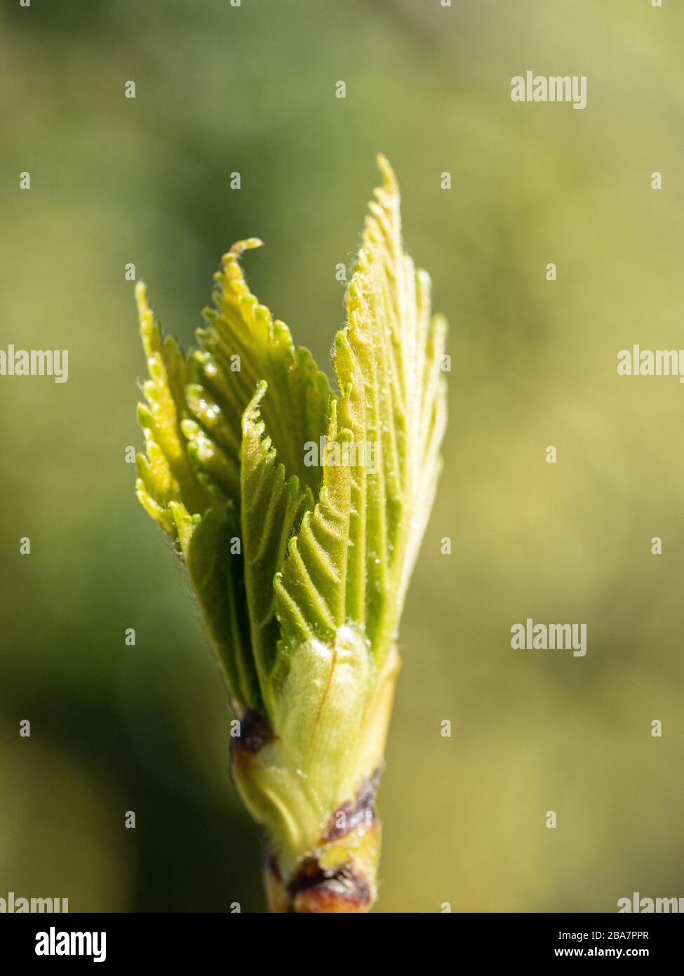 Bud opening new shoot growth hi-res stock photography and images - Alamy