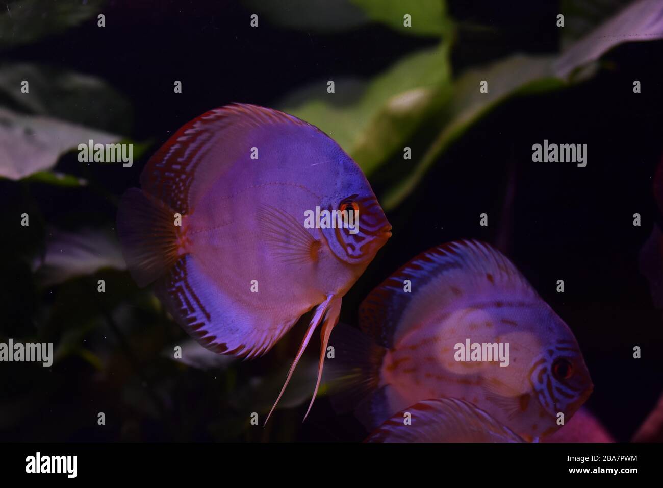 group of discus fish in aquarium, multi-colored tropical fish ...