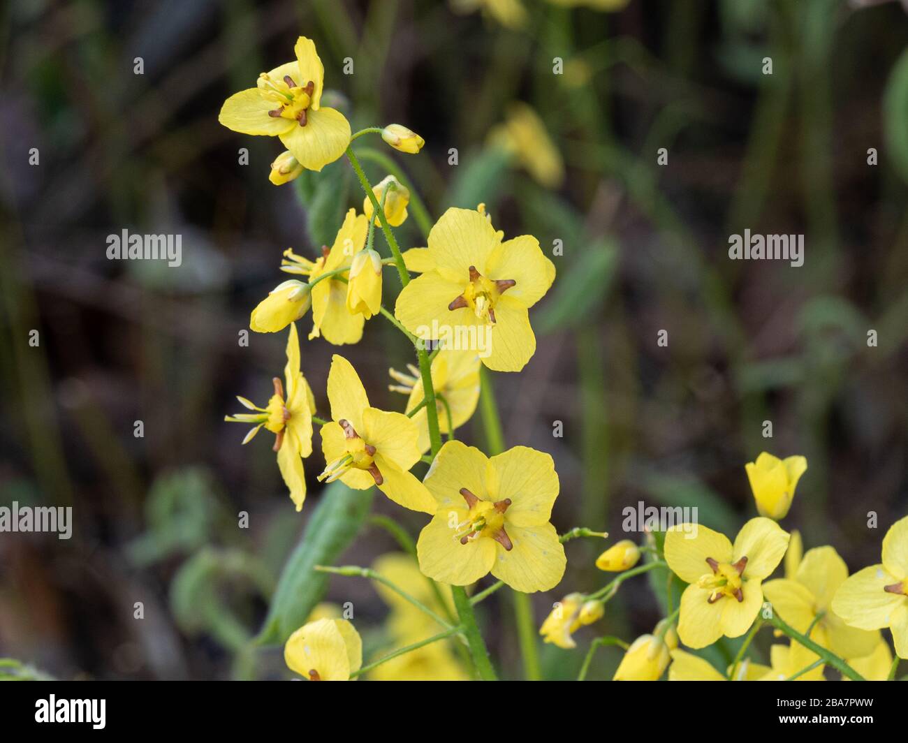 A close up of the yellow starry flowers of Epimedium pinnatum subsp ...