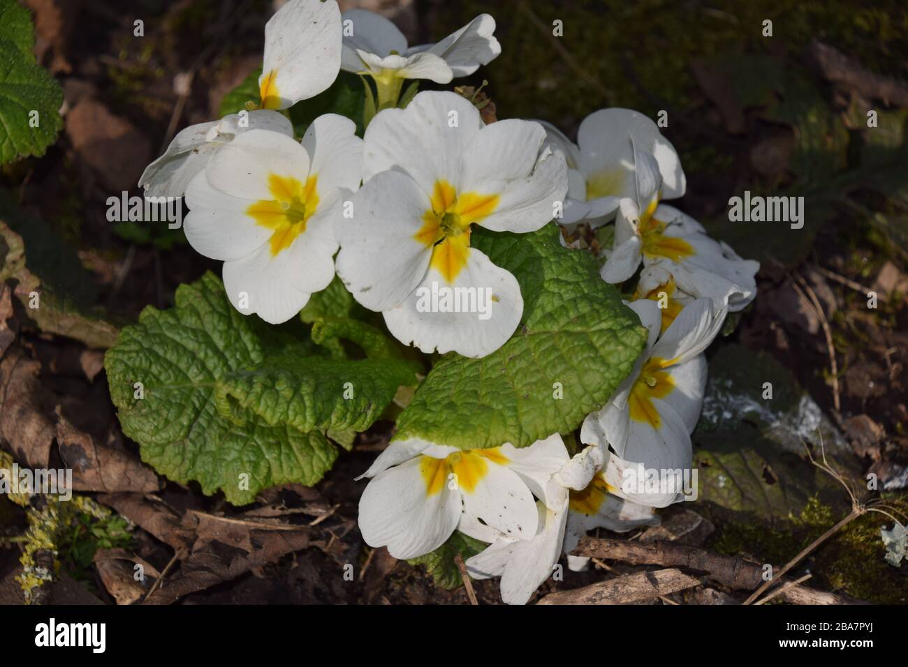In mythology primroses represent eternal love hi-res stock photography ...