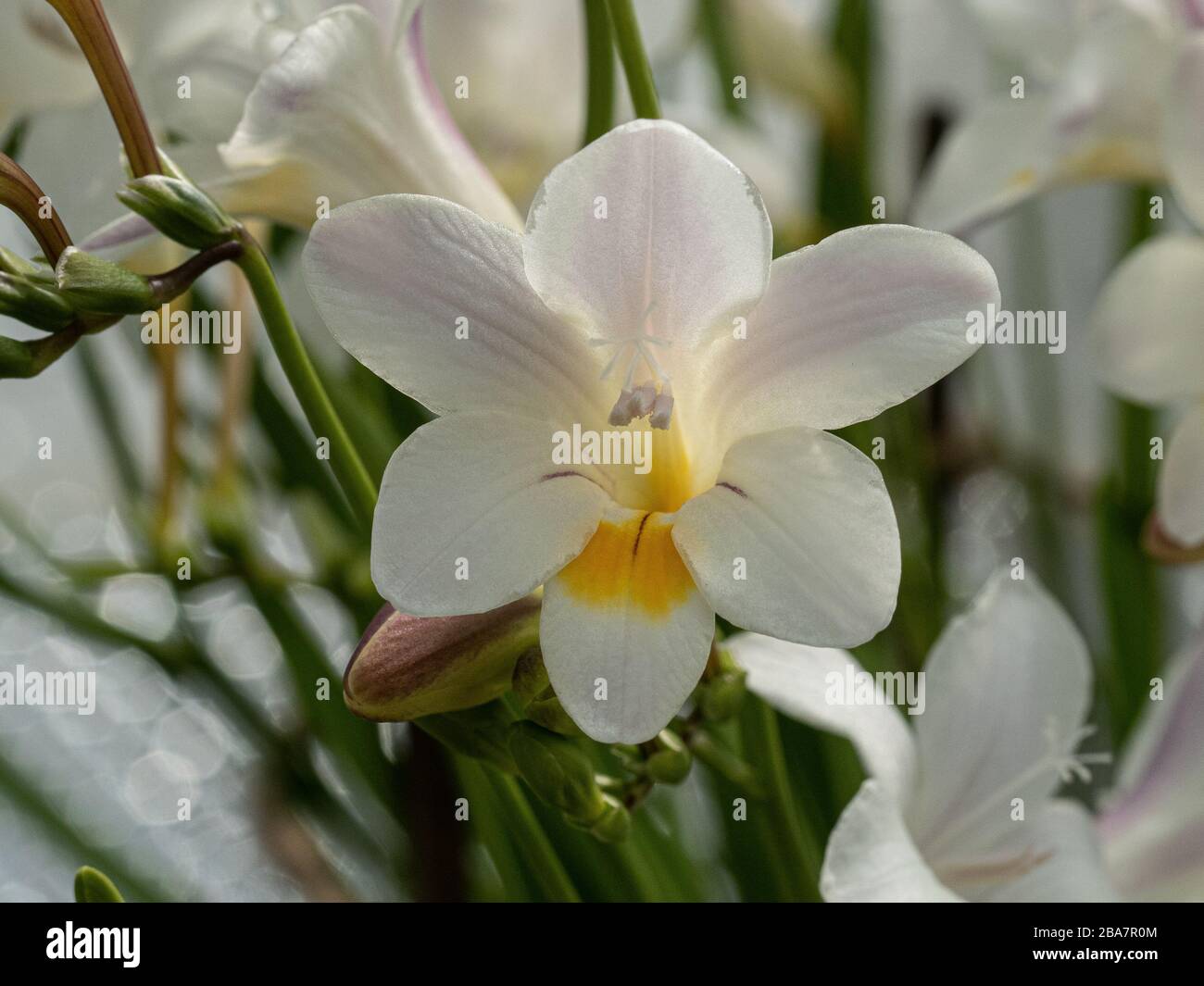 Freesia leichtlinii subsp alba hi-res stock photography and images - Alamy