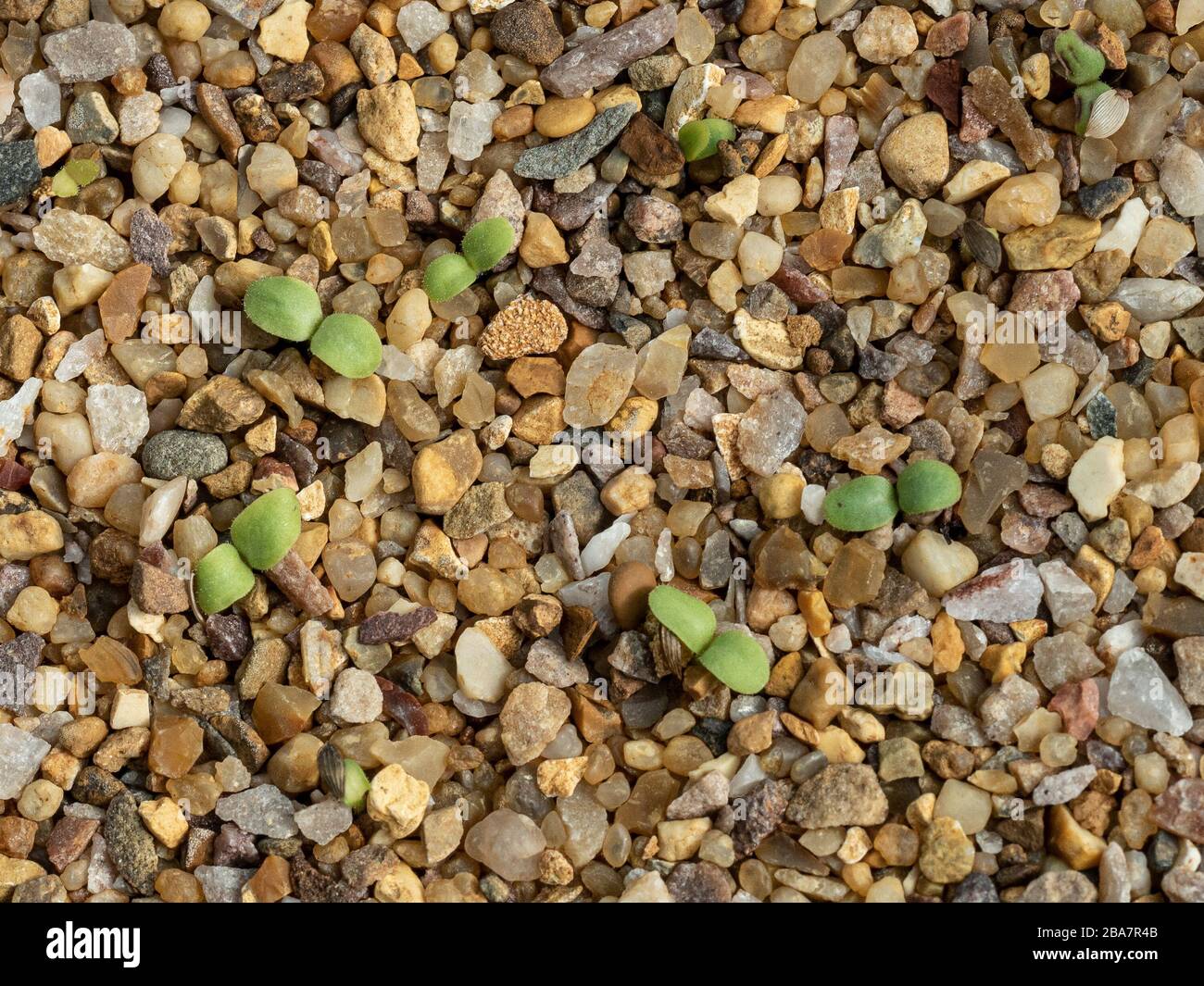 Seed germination hi-res stock photography and images - Alamy