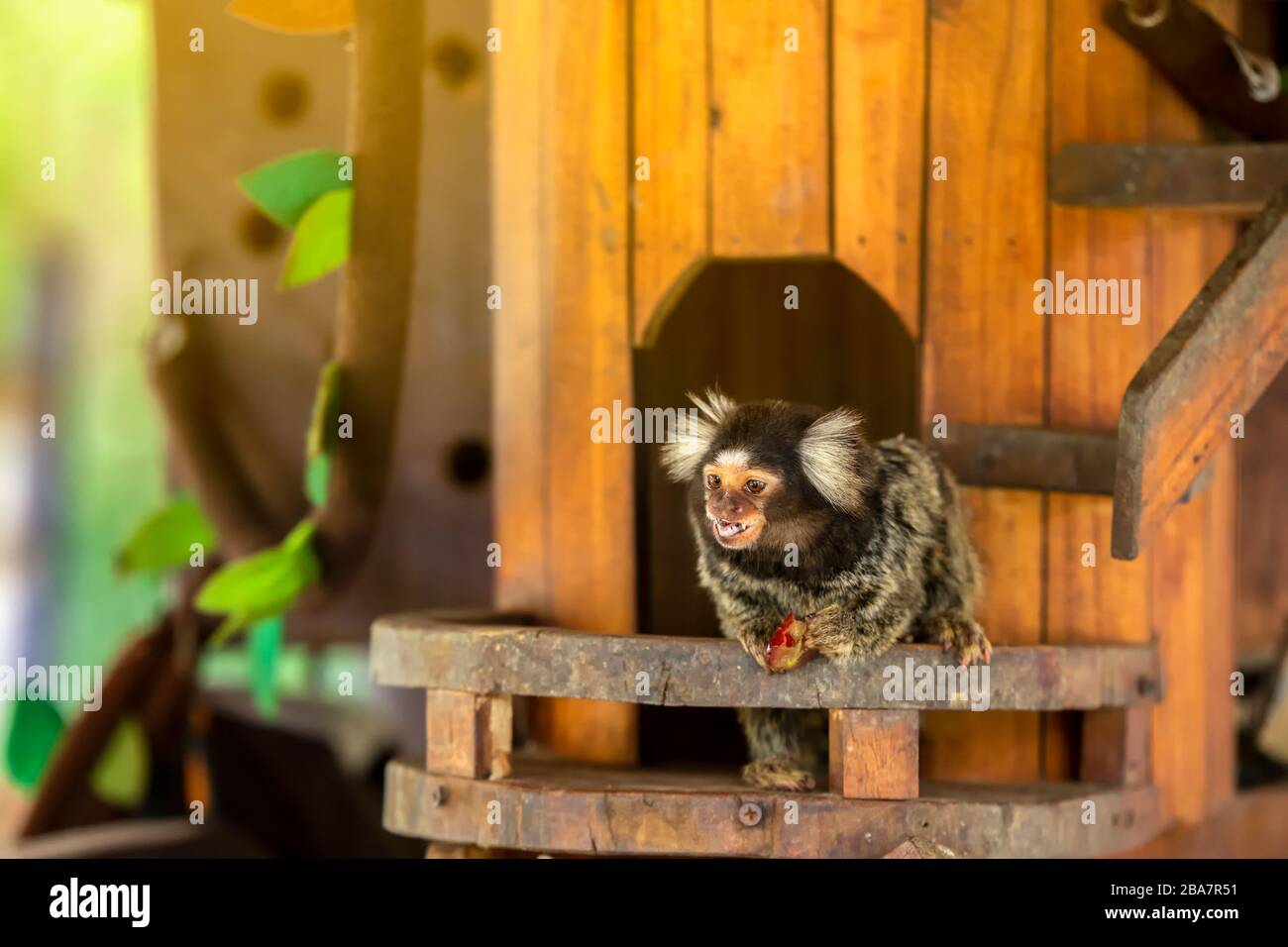 Common marmoset small monkey live in South America found in Bolivia ...