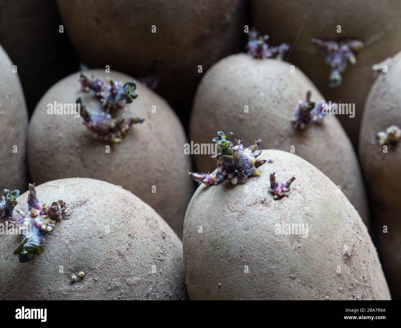 Sprouting Potatoes High Resolution Stock Photography and Images - Alamy