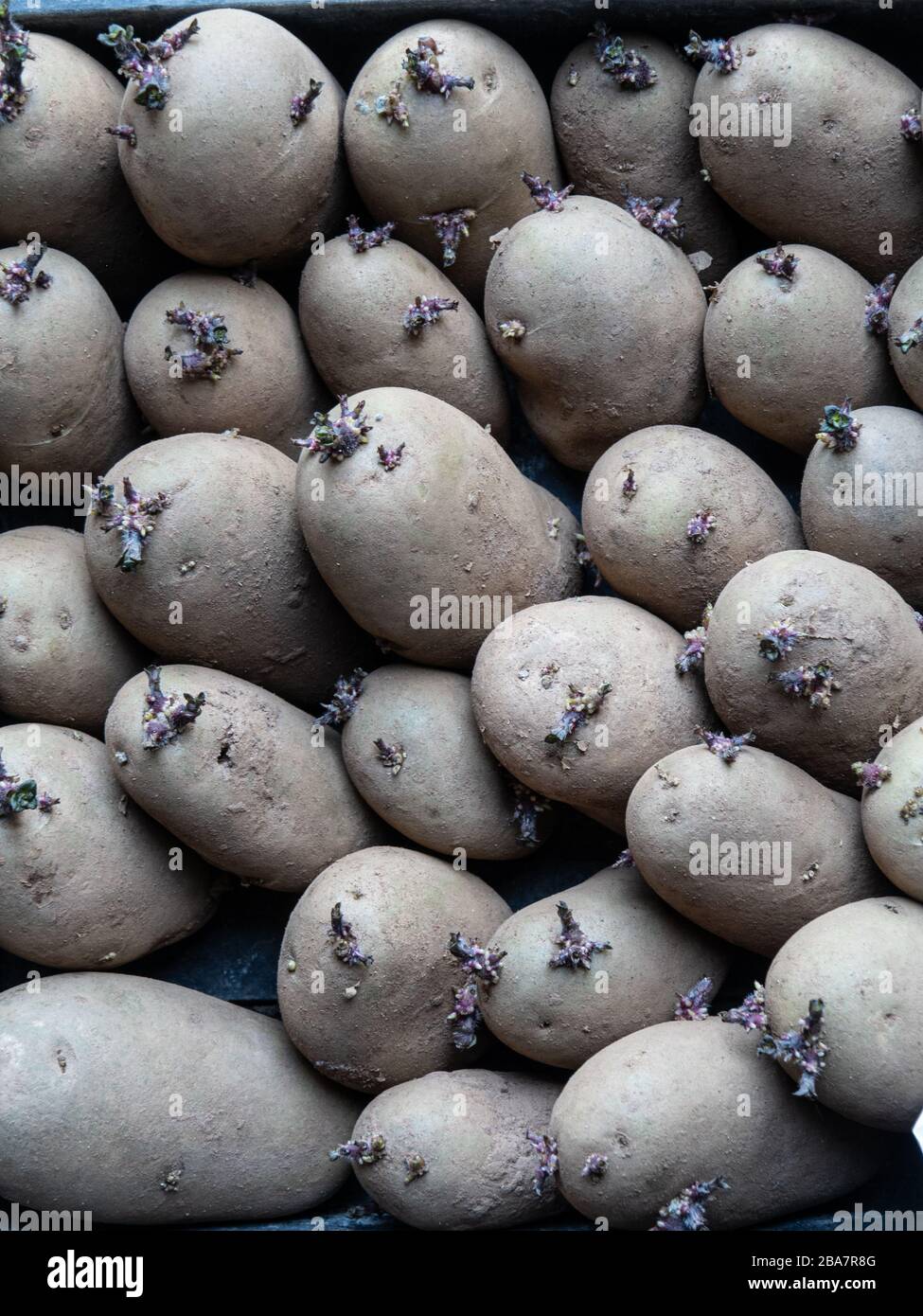 Prior to planting hi-res stock photography and images - Alamy