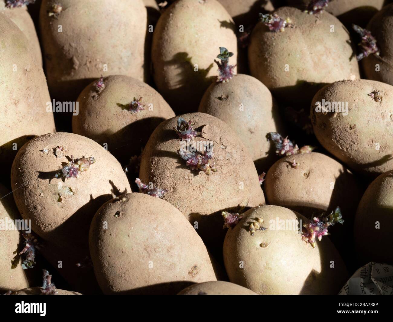 Sprouting potatoes hi-res stock photography and images - Alamy