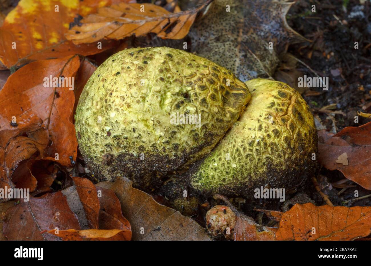 Common earth ball fungus scleroderma hi-res stock photography and ...